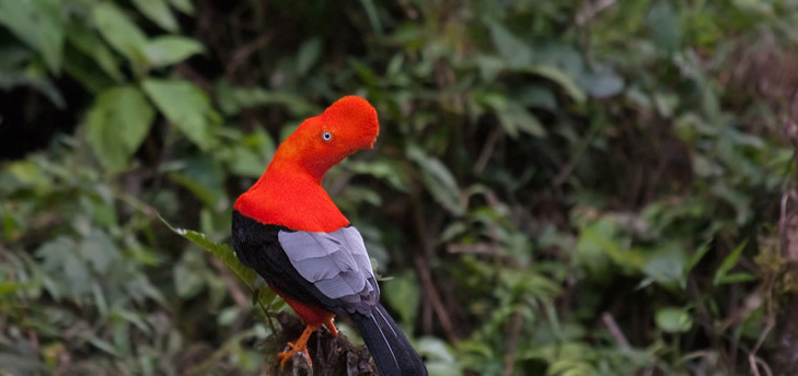 Manu National Park Tour 4 Days | Jungle tour Peru